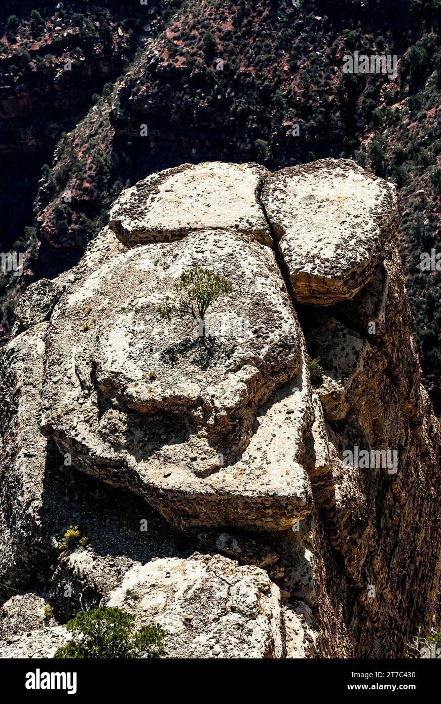 Tree, Single, Hermits rest route, Grand Canyon National Park, South Rim ...