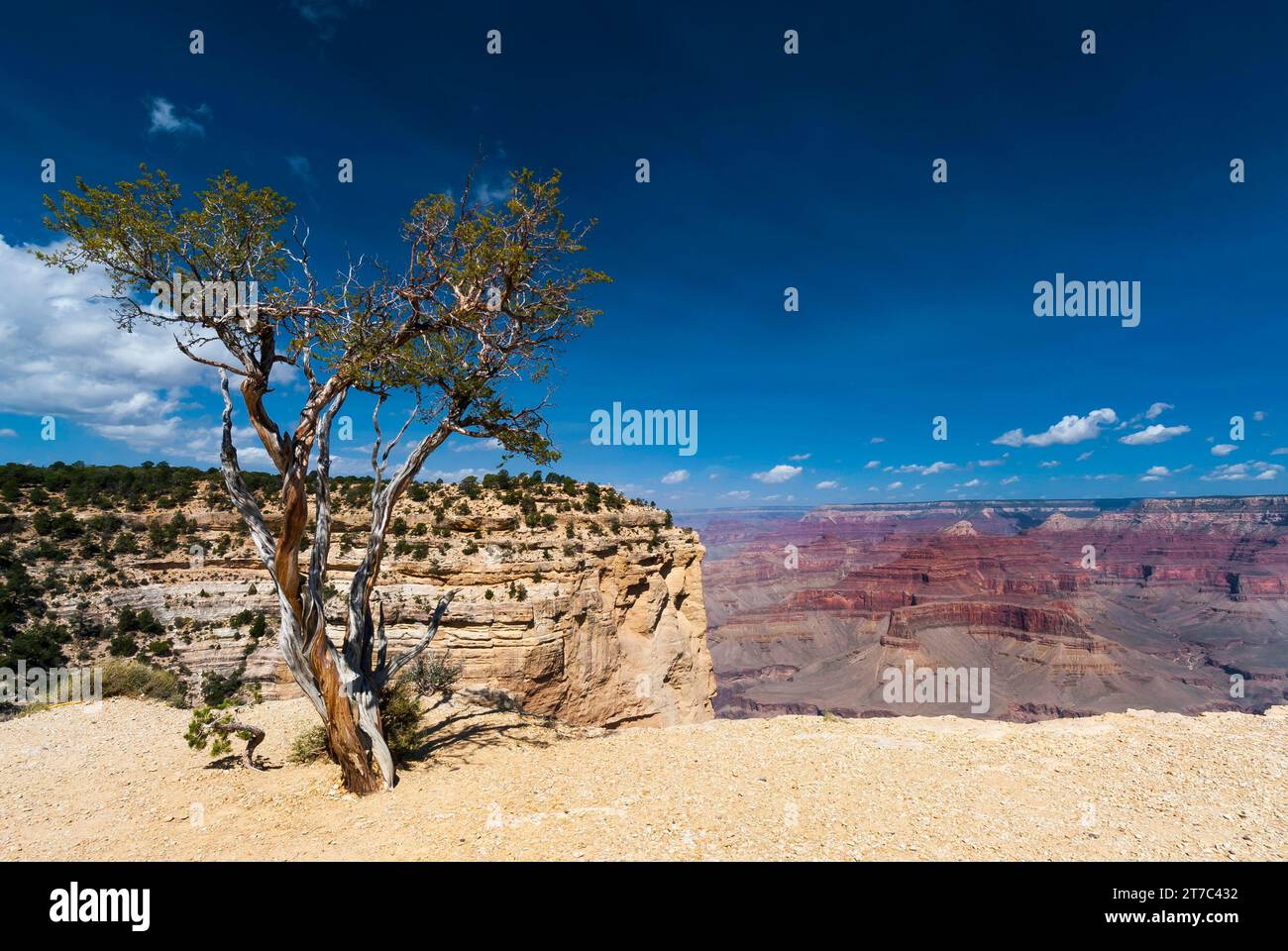 Tree, Hermits rest route, Grand Canyon National Park, South Rim ...
