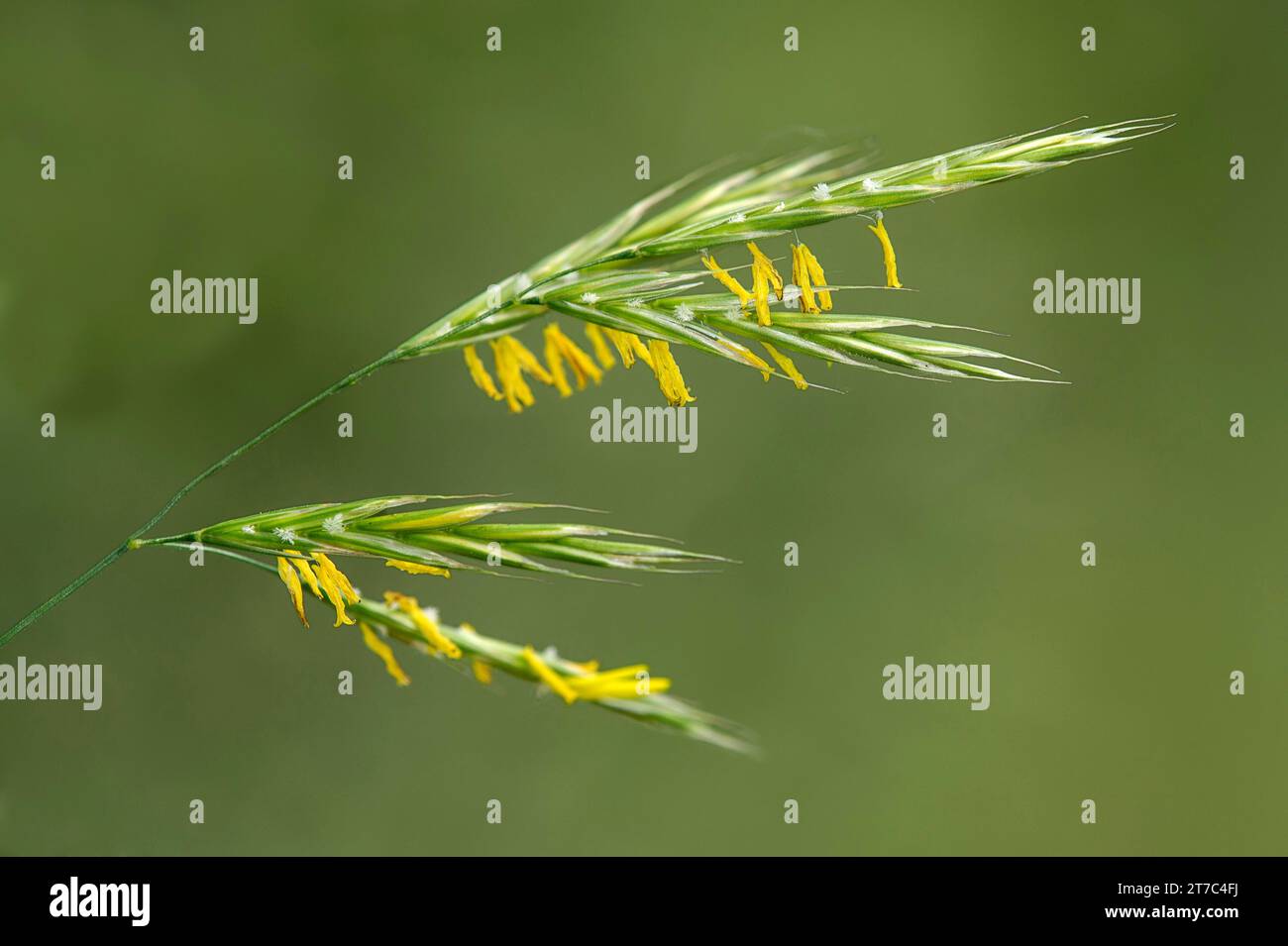 Couch grass hi-res stock photography and images - Alamy