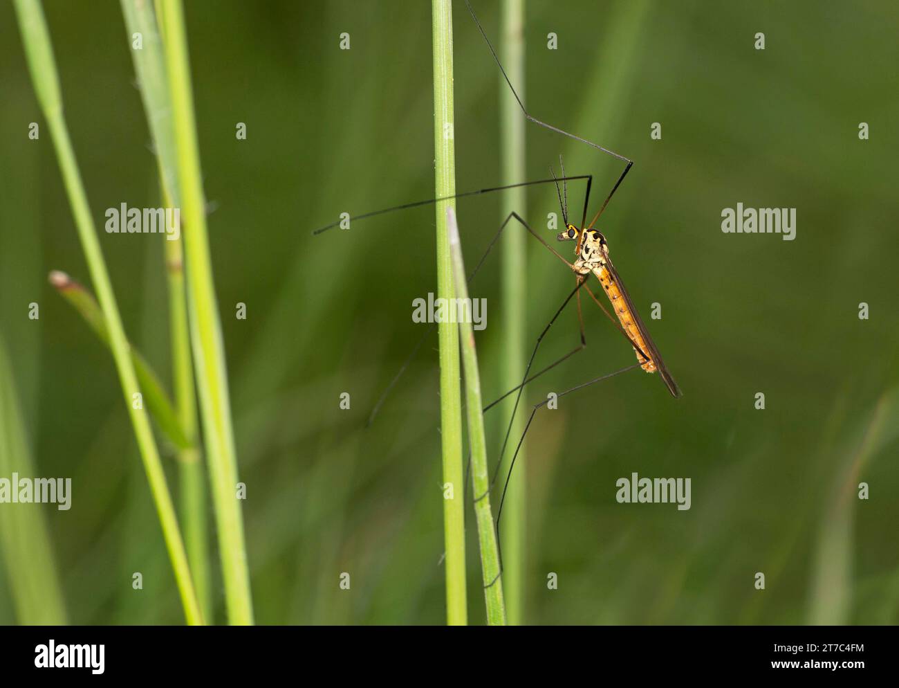Crow snake (Nephrotoma), Valais, Switzerland Stock Photo - Alamy