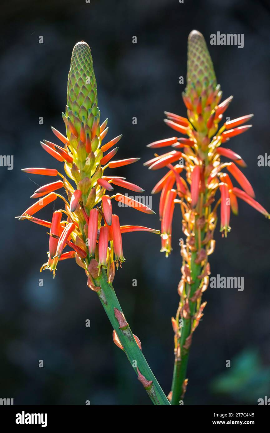 Flower of the rock aloe (Aloe arborescens), Madeira, Portugal Stock ...