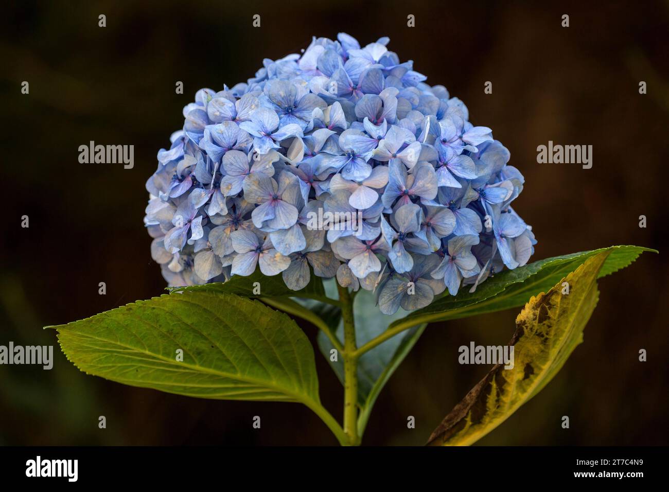 Hortensia and madeira hi-res stock photography and images - Alamy