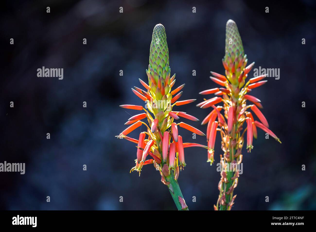 Flower of the rock aloe (Aloe arborescens), Madeira, Portugal Stock ...