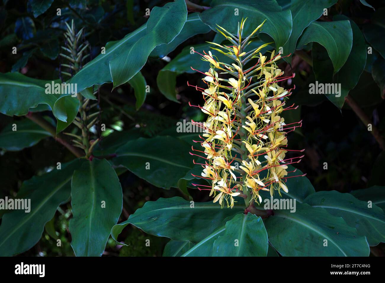 Kahili ginger (Hedychium gardnerianum), flower, Madeira, Portugal Stock ...