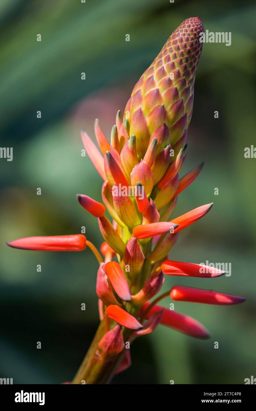 Flower of the rock aloe (Aloe arborescens), Madeira, Portugal Stock ...