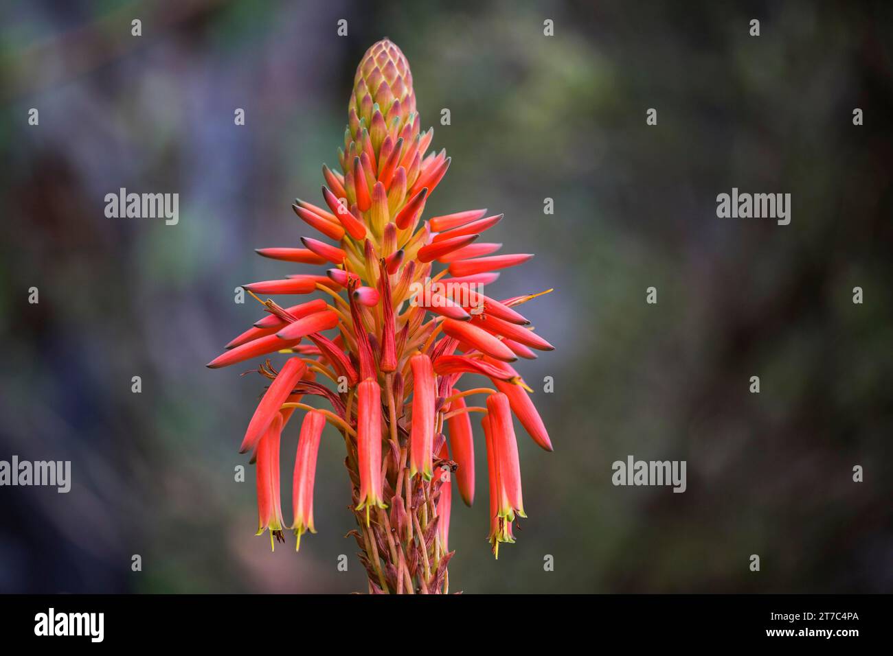 Flower of the rock aloe (Aloe arborescens), Madeira, Portugal Stock ...