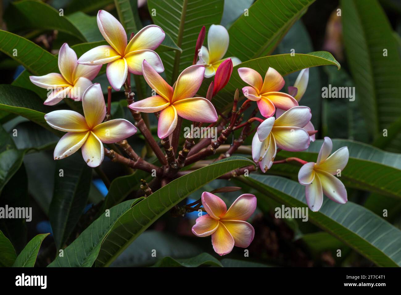 Red frangipani hi-res stock photography and images - Alamy