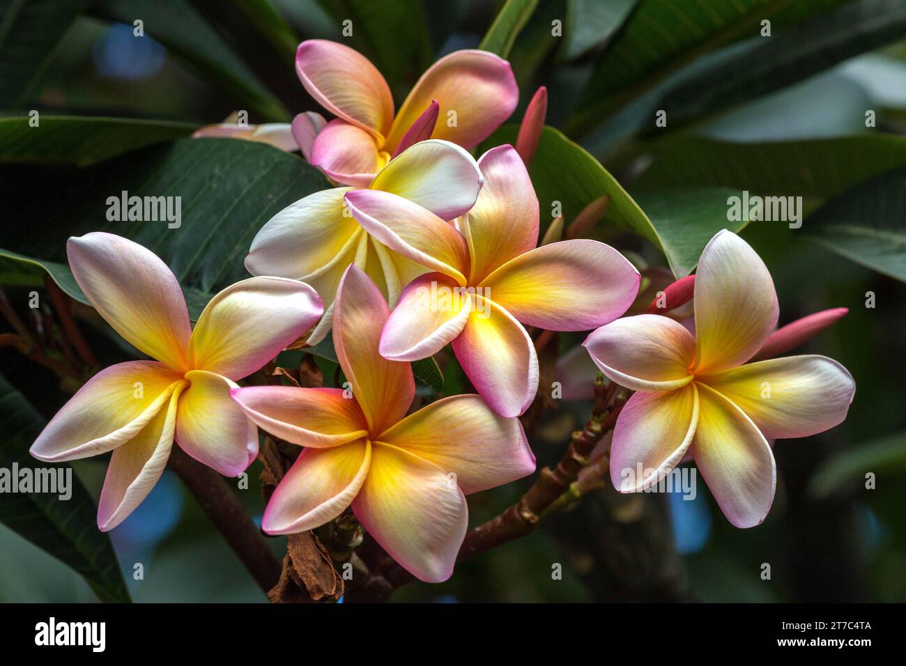 Red plumeria plumeria rubra hi-res stock photography and images - Alamy
