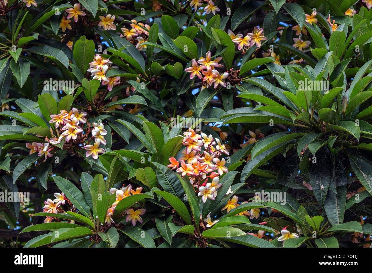 Red plumeria plumeria rubra hi-res stock photography and images - Alamy