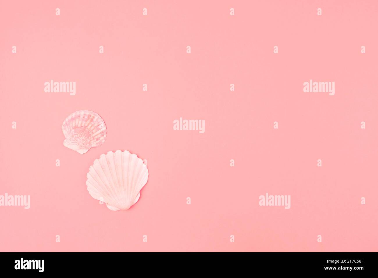 Two scallops seashell pink background Stock Photo - Alamy