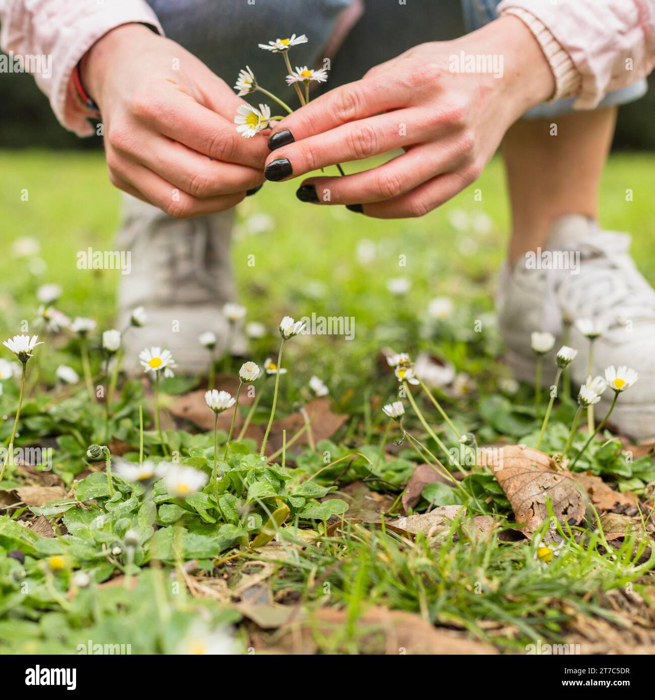 Woman picking little white flowers from land Stock Photo - Alamy