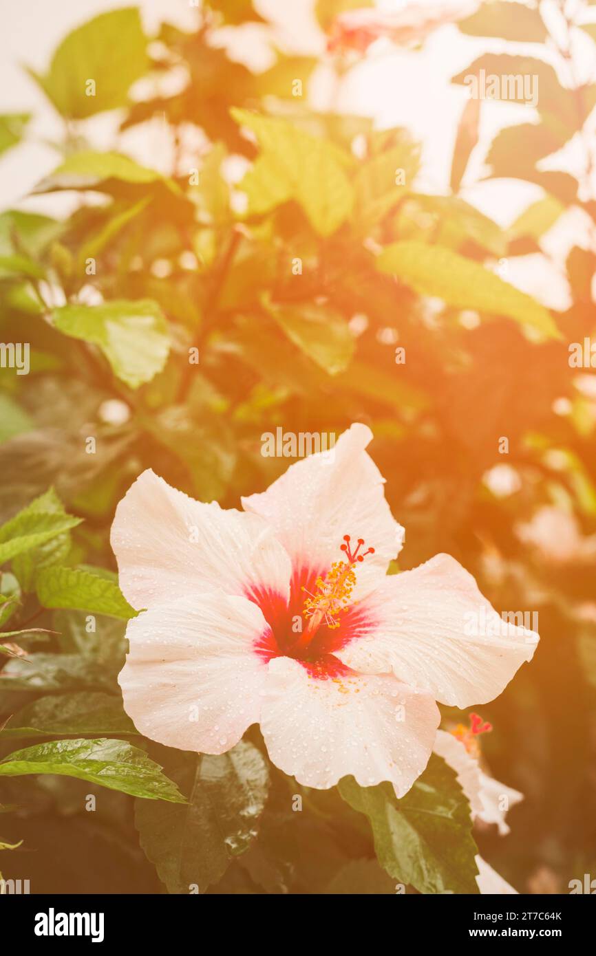 Close up hibiscus flower plant Stock Photo - Alamy