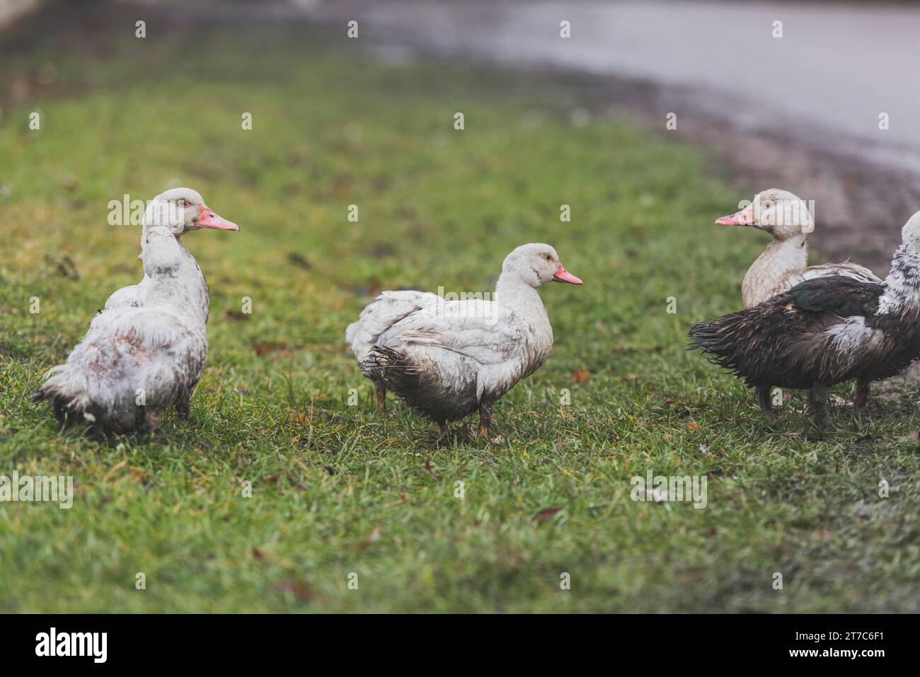 Standing stand posture position hi-res stock photography and images - Alamy