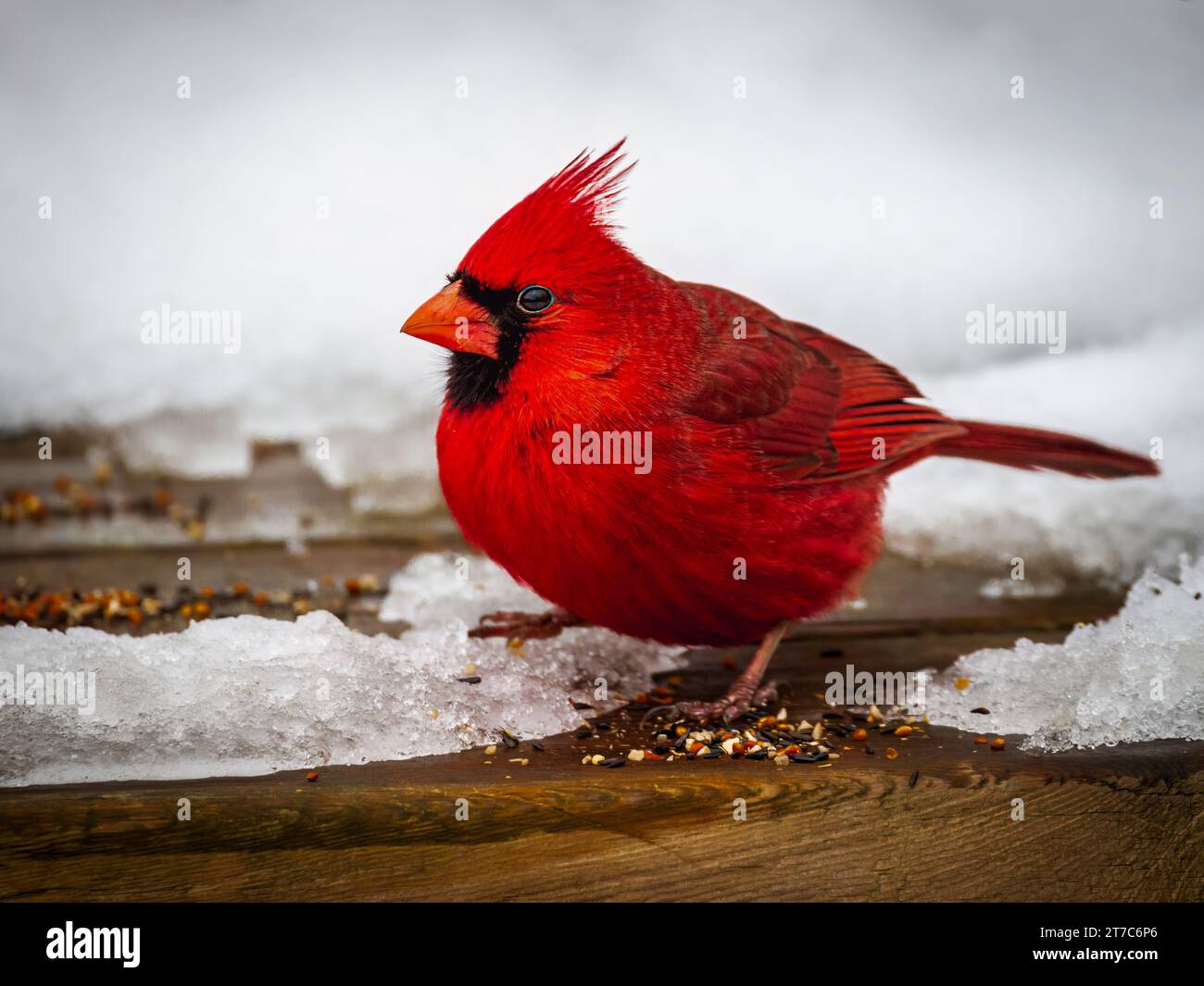 Northern cardinal in snow portrait hi-res stock photography and images ...