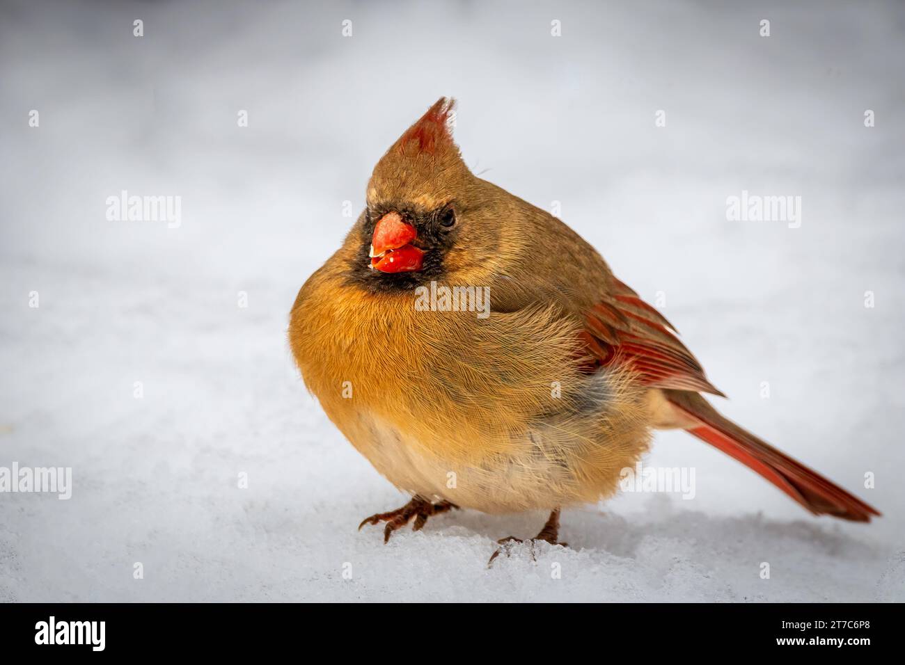 Male Northern Cardinal in winter time Stock Photo - Alamy