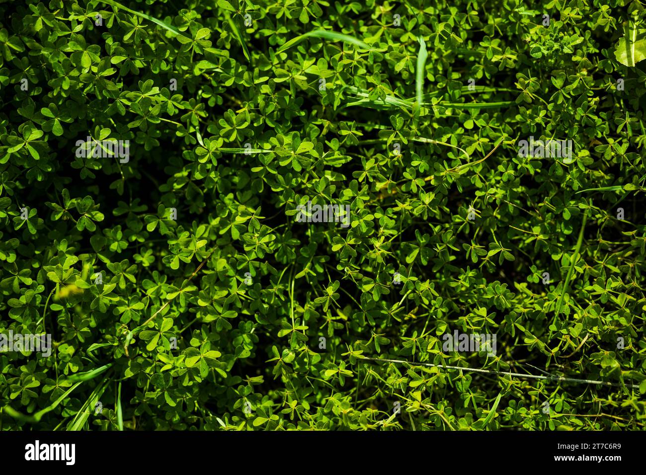 Buttercup leaves hi-res stock photography and images - Alamy