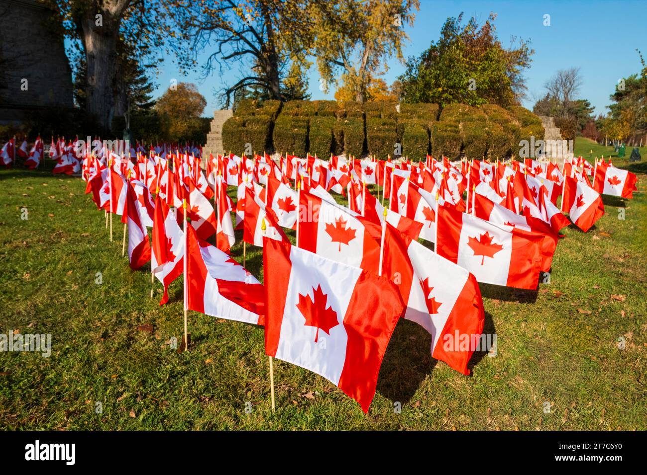 many Canadian flags waving on the ground, celebrating Remembrance Day ...