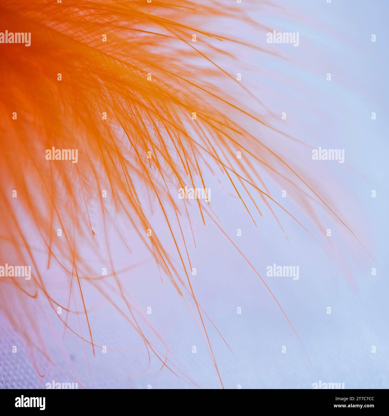 Orange quill hi-res stock photography and images - Alamy