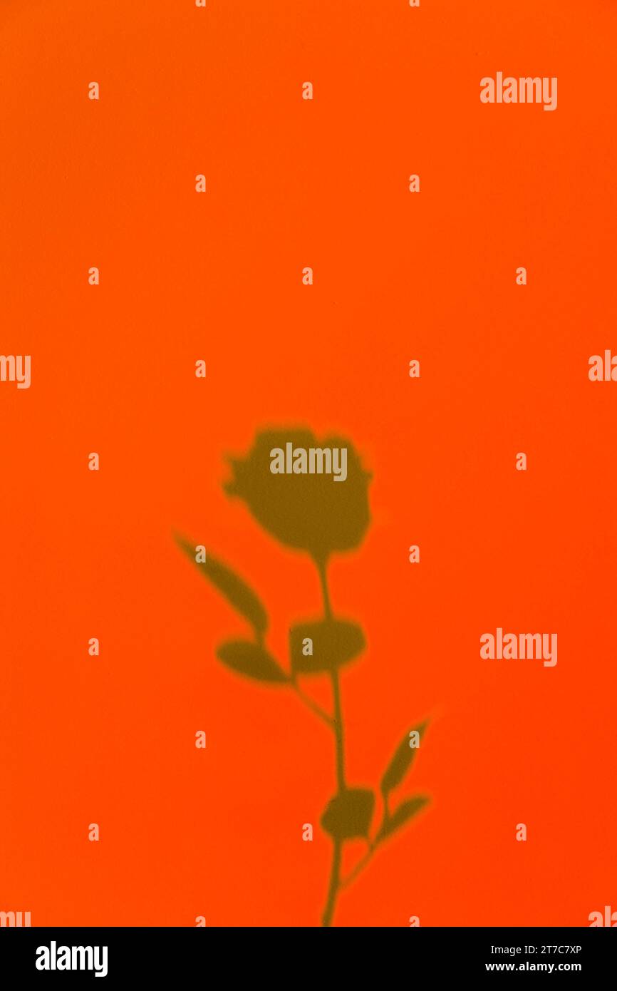 Rose shadow orange background Stock Photo - Alamy