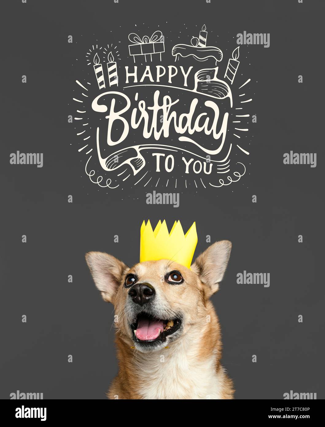 Smiley dog wearing paper crown Stock Photo - Alamy