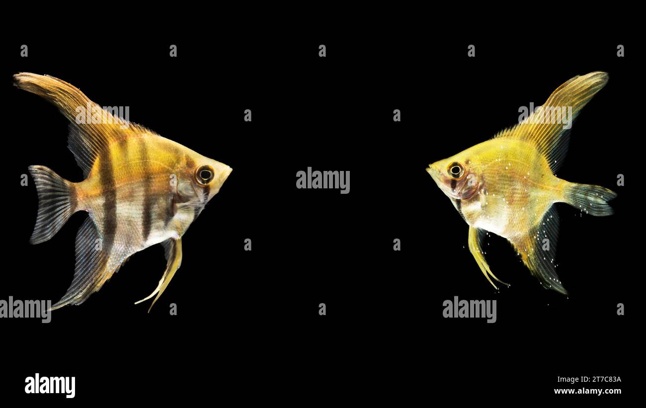 Fighting goldfish hi-res stock photography and images - Alamy