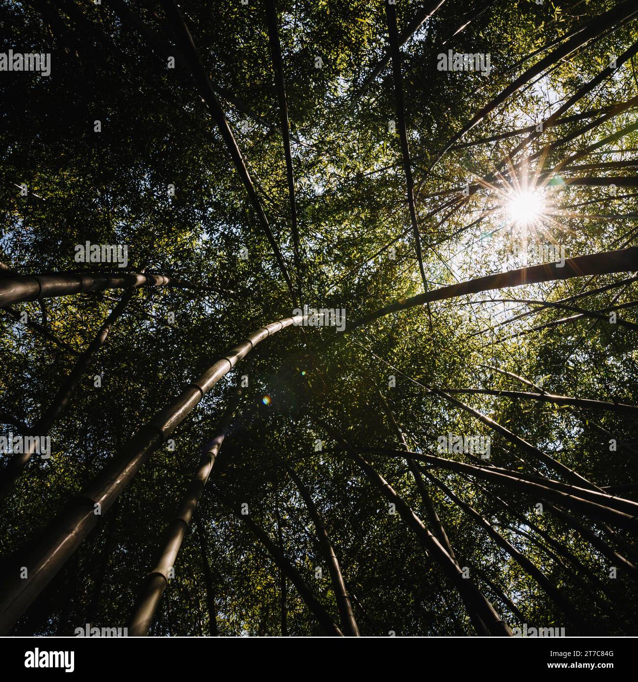 Looking up through vegetation hi-res stock photography and images - Alamy