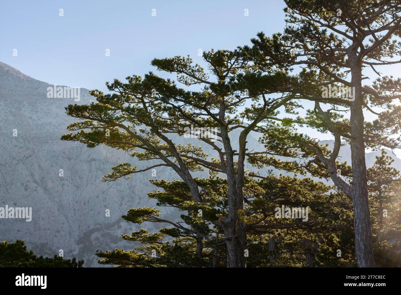 Trees forest backgrounds 3 Stock Photo - Alamy