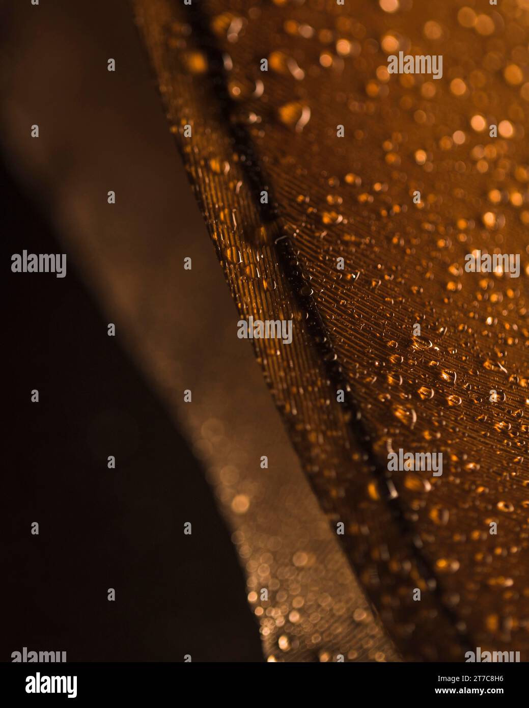 Water droplets brown feather surface against blurred backdrop Stock ...
