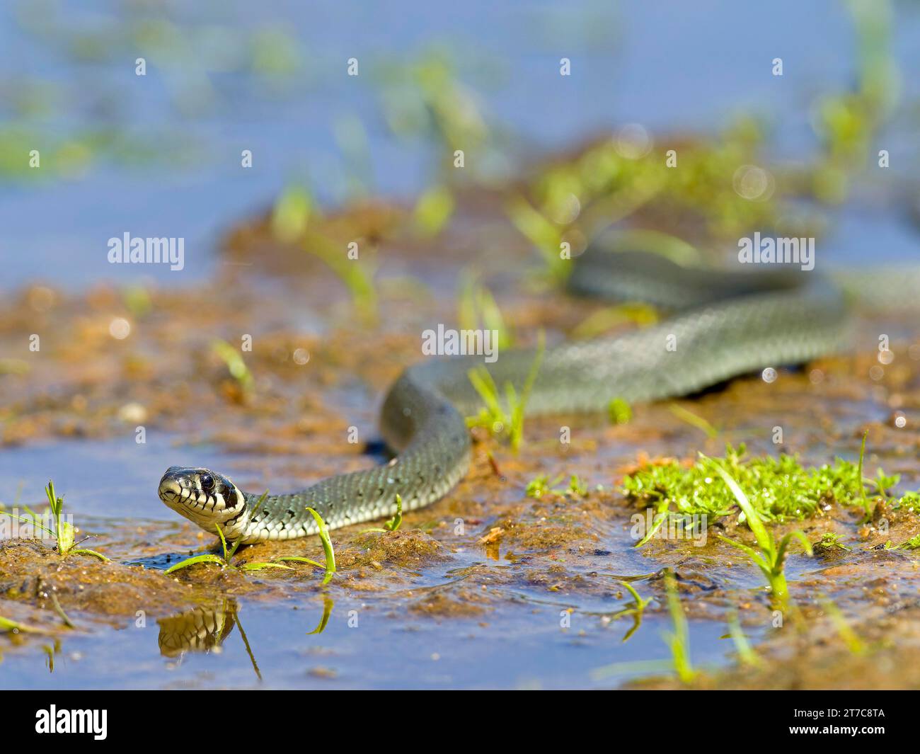 Grass snake (Natrix natrix) on the bank of a body of water with mirror ...