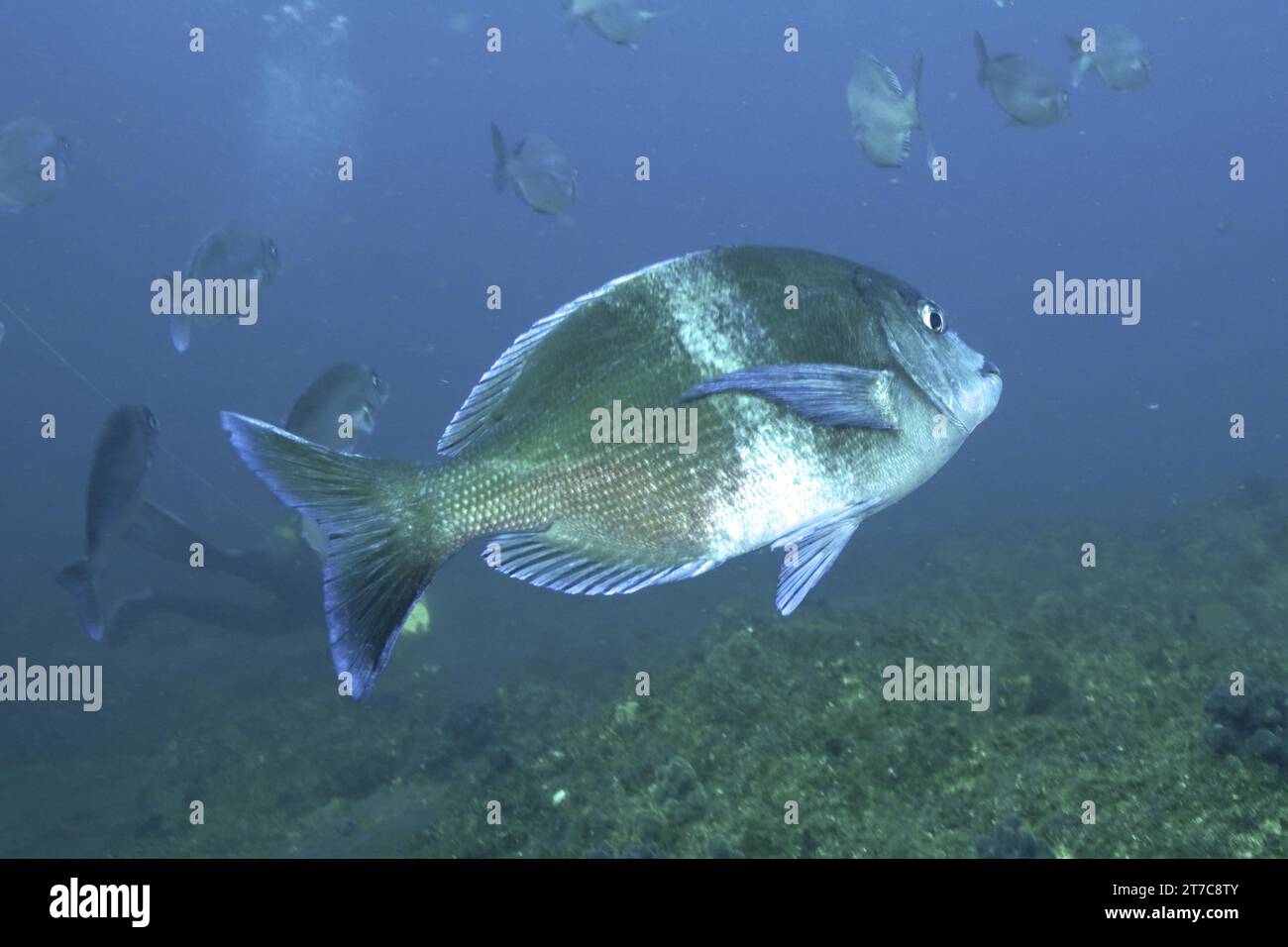 Bronze bream (Pachymetopon grande), dive site Aliwal Shoal, Umkomaas ...