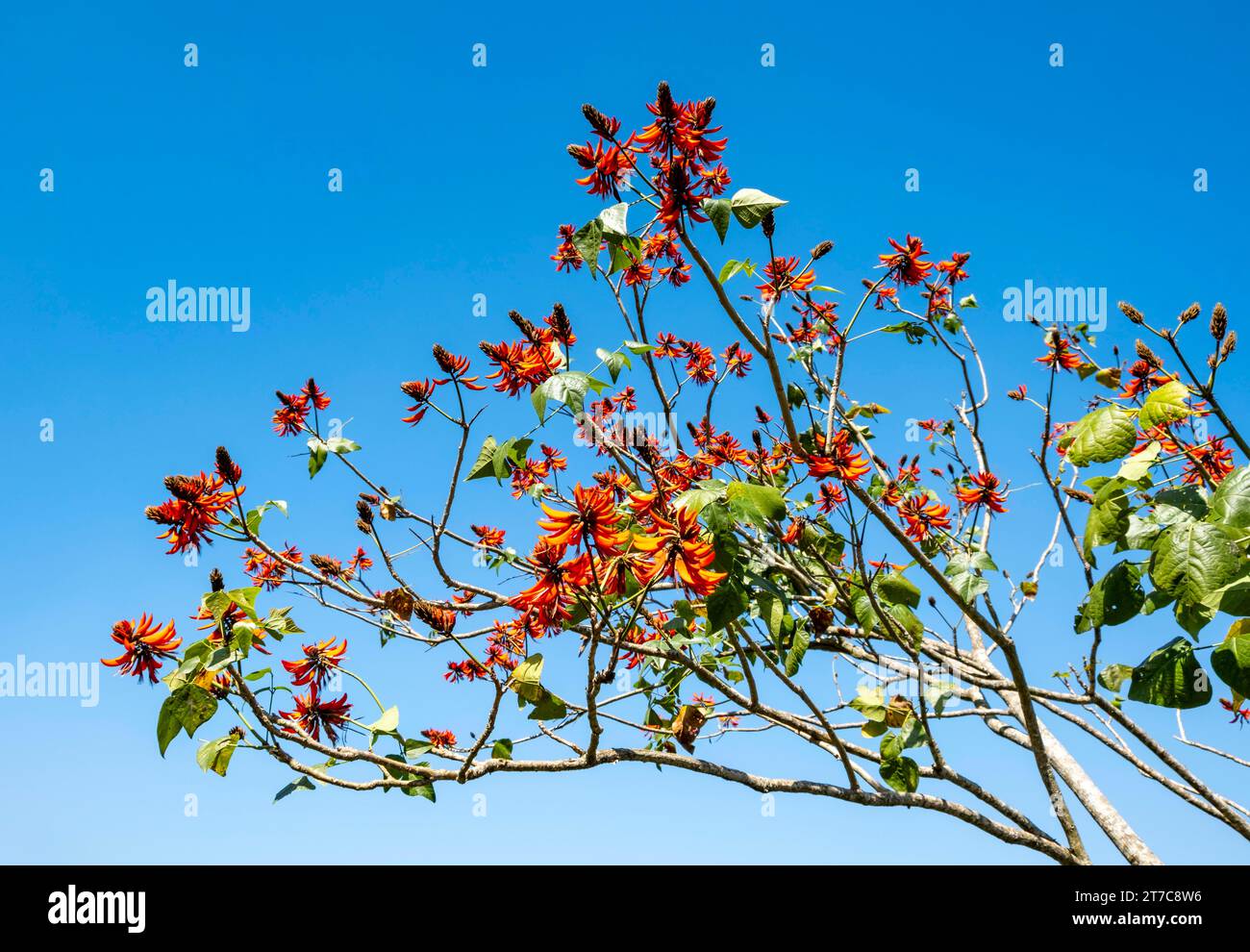 Tiger's claw or Indian coral tree (Erythrina variegata), Munnar, Kerala ...