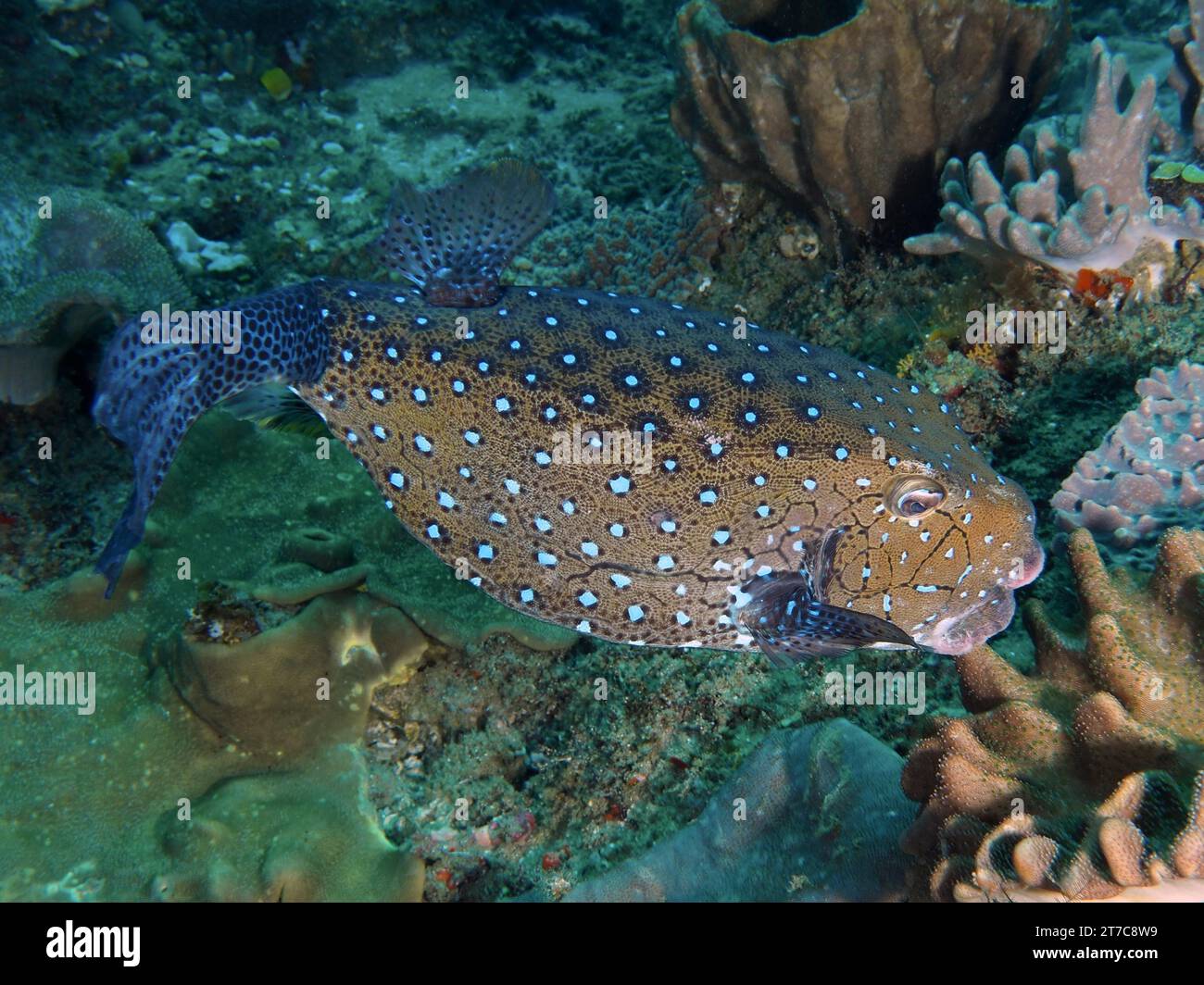 Yellow boxfish (Ostracion cubicus), dive site Sodwana Bay National Park ...