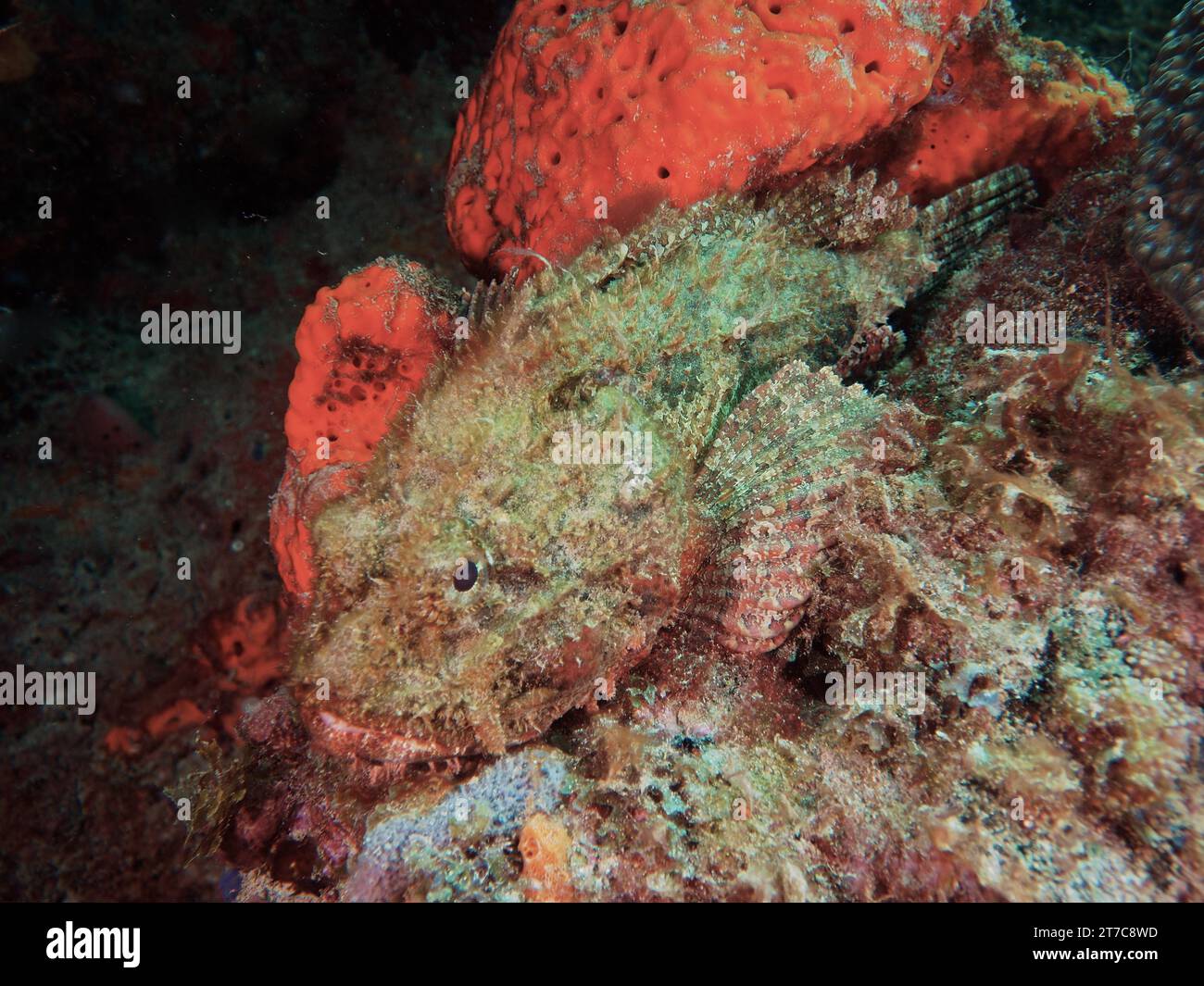 Pompano underwater hi-res stock photography and images - Alamy