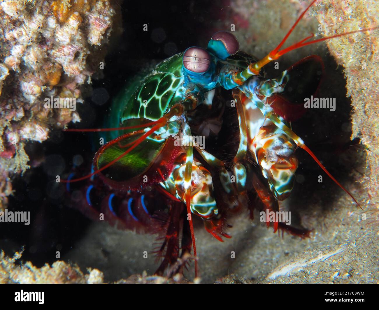Peacock mantis shrimp (Odontodactylus scyllarus) in its cave. Dive site ...