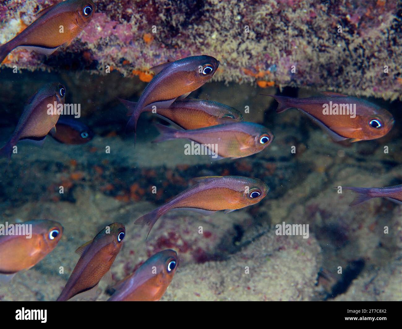 Shoal, group of hatchetfish (Pempheris schomburgkii), dive site John ...