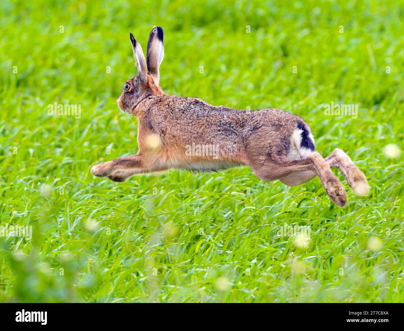 European hare (Lepus europaeus), jumping, Texel Island, Netherlands ...