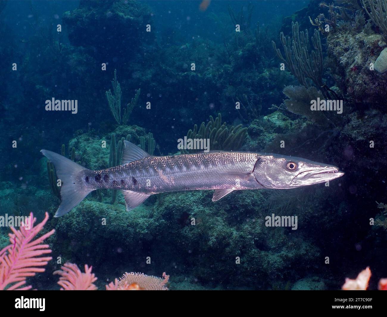 Great barracuda (Sphyraena barracuda), dive site John Pennekamp Coral ...