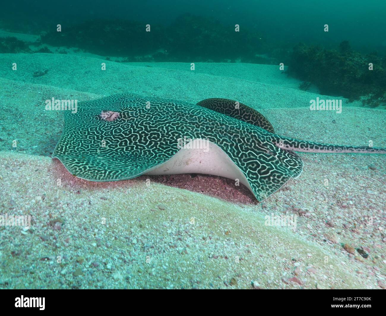 Honeycomb stingray hi-res stock photography and images - Alamy
