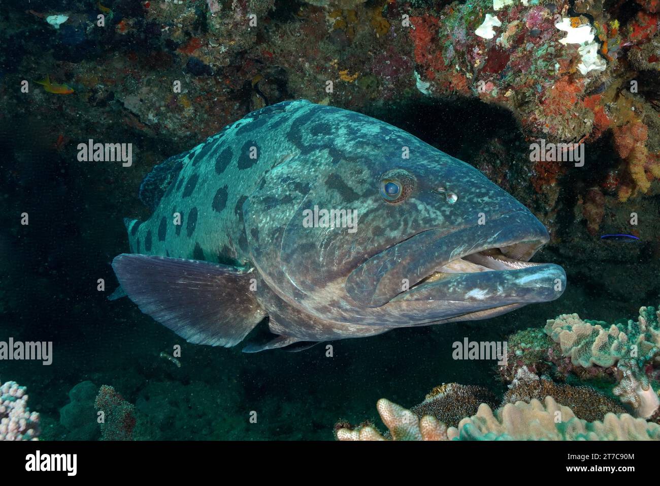 Grouper mouth hi-res stock photography and images - Alamy