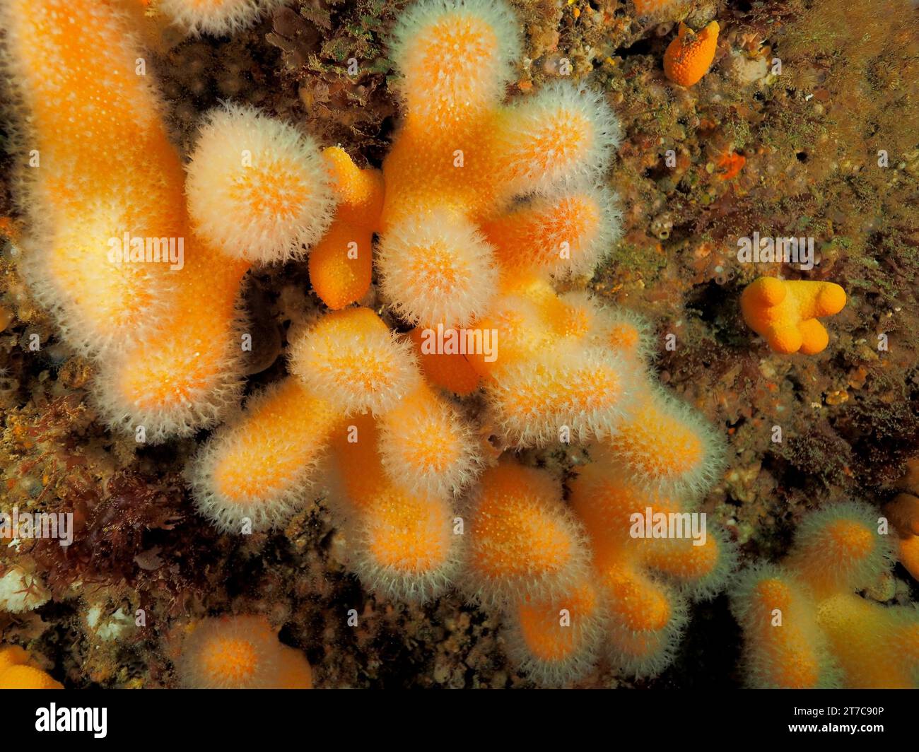 Dead man's fingers (Alcyonium digitatum), dive site Maharees Islands ...