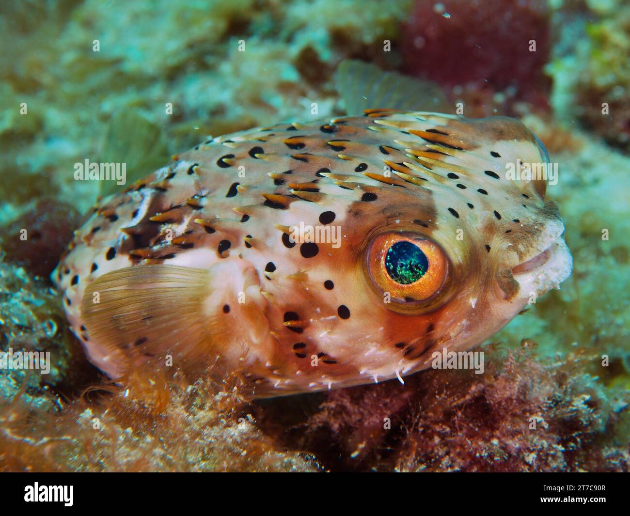 Pompano underwater hi-res stock photography and images - Alamy