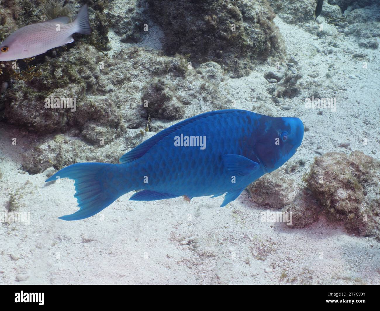 Blue parrotfish (Scarus coeruleus), dive site John Pennekamp Coral Reef ...