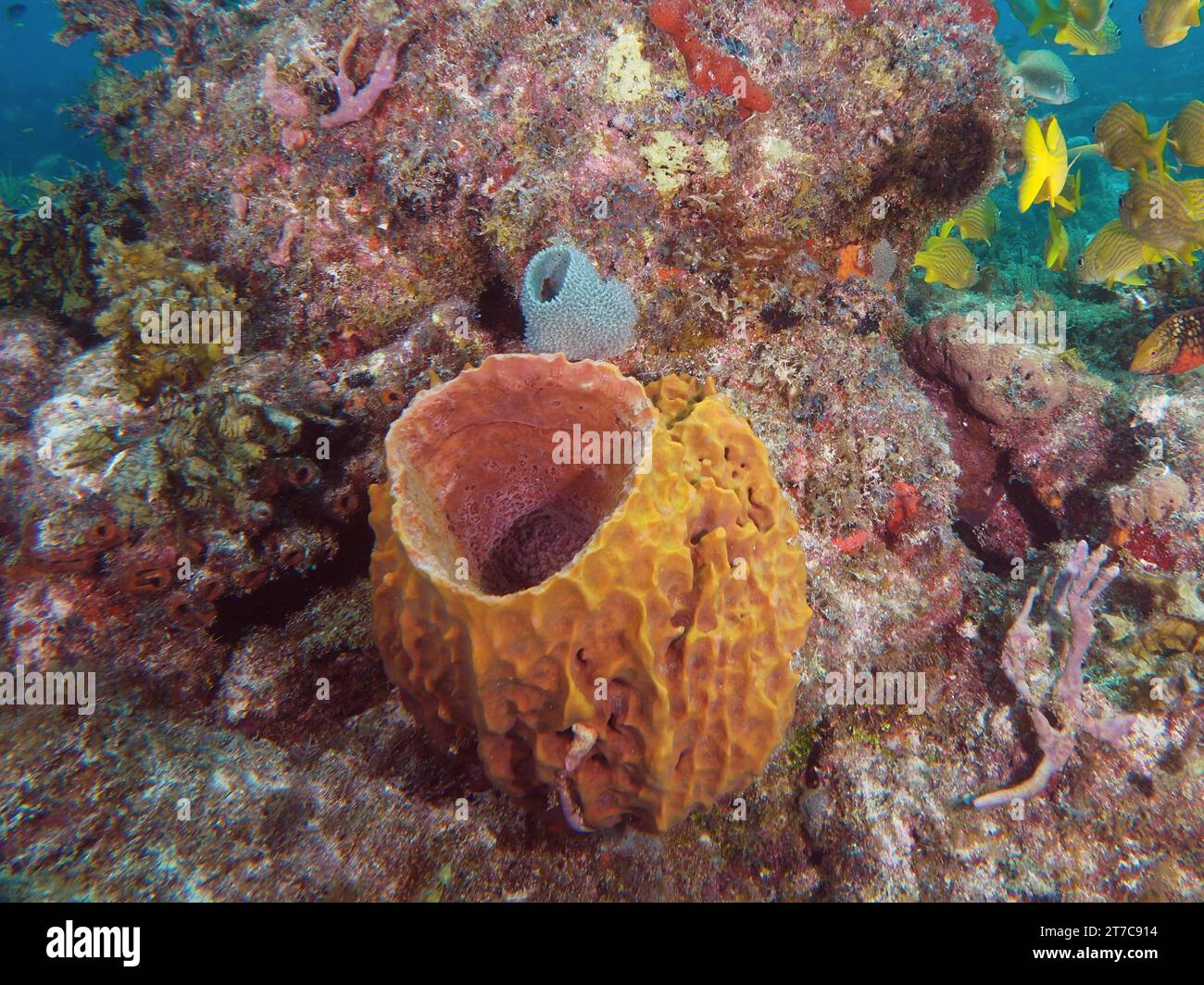 Giant barrel sponge (Xestospongia muta), dive site John Pennekamp Coral ...