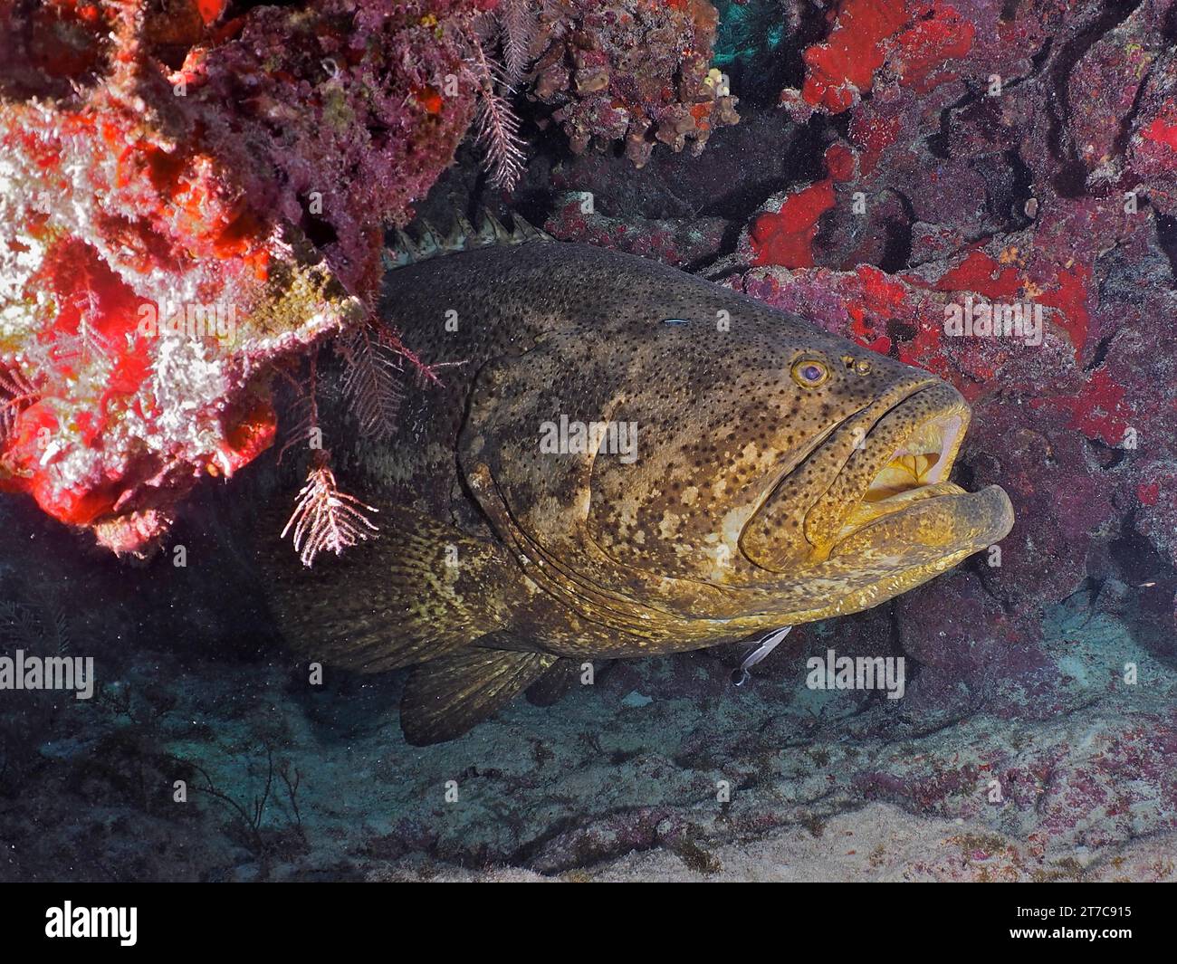 Atlantic goliath grouper (Epinephelus itajara) with open mouth at ...