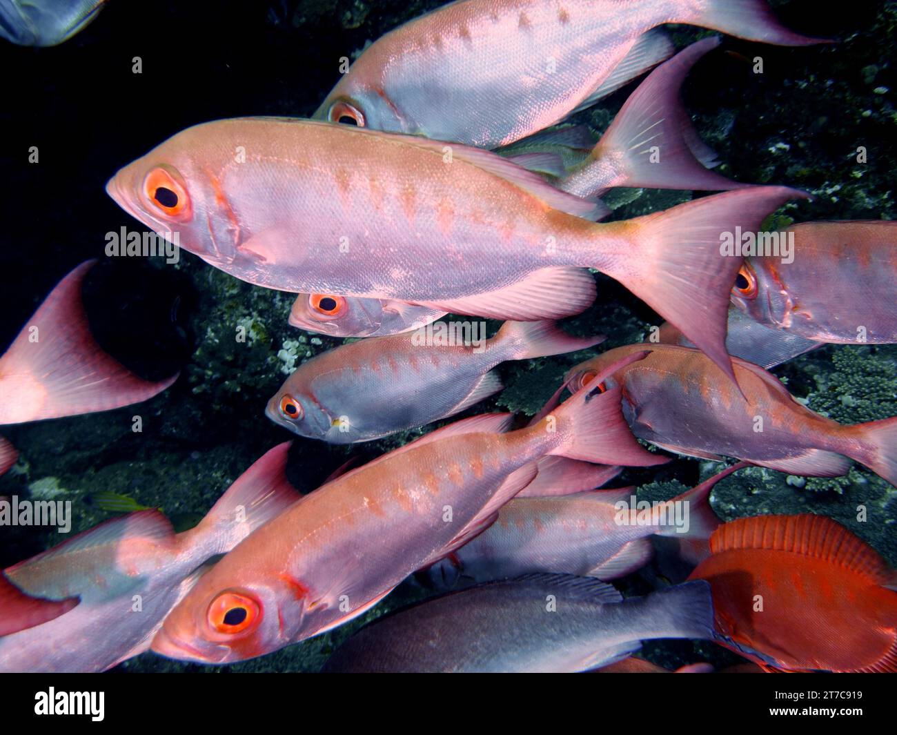Group of reef big-eye bass (Priacanthus hamrur), dive site Sodwana Bay ...