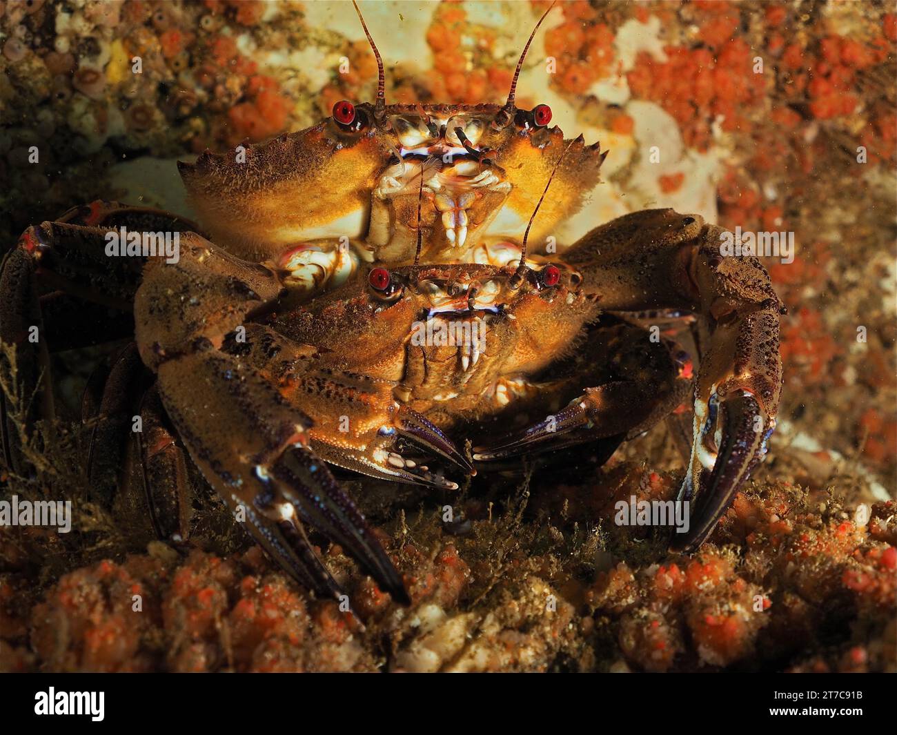 Velvet crab hi-res stock photography and images - Alamy