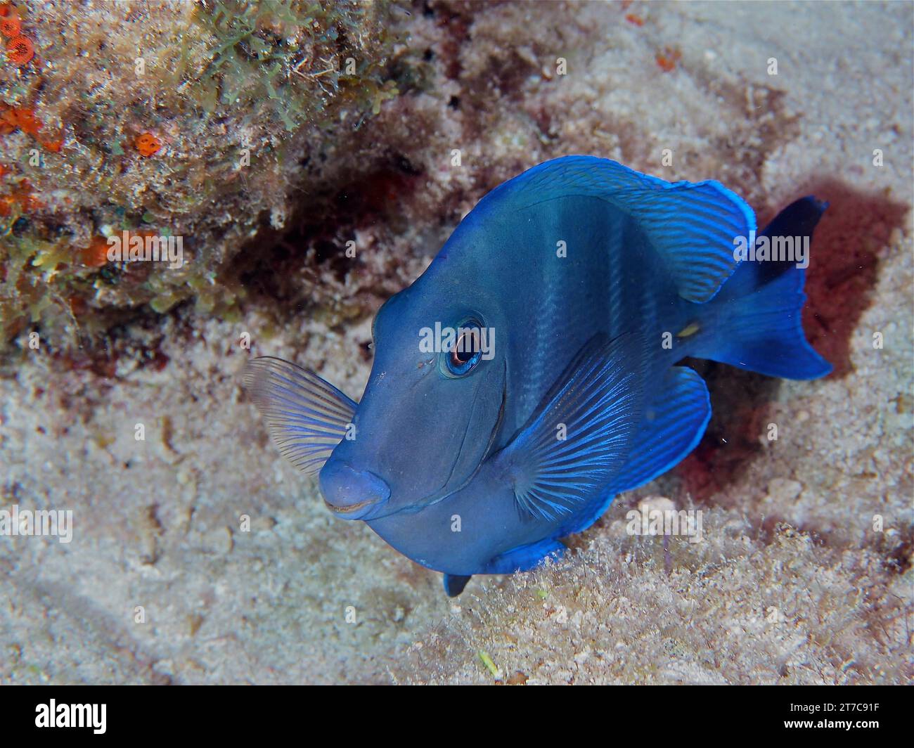 Atlantic blue tang (Acanthurus coeruleus), dive site John Pennekamp ...