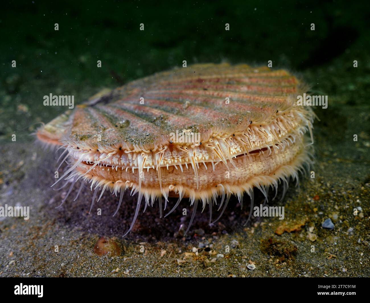 Scallop (Pecten maximus), underwater, dive site Renvyle, Co. Galway ...