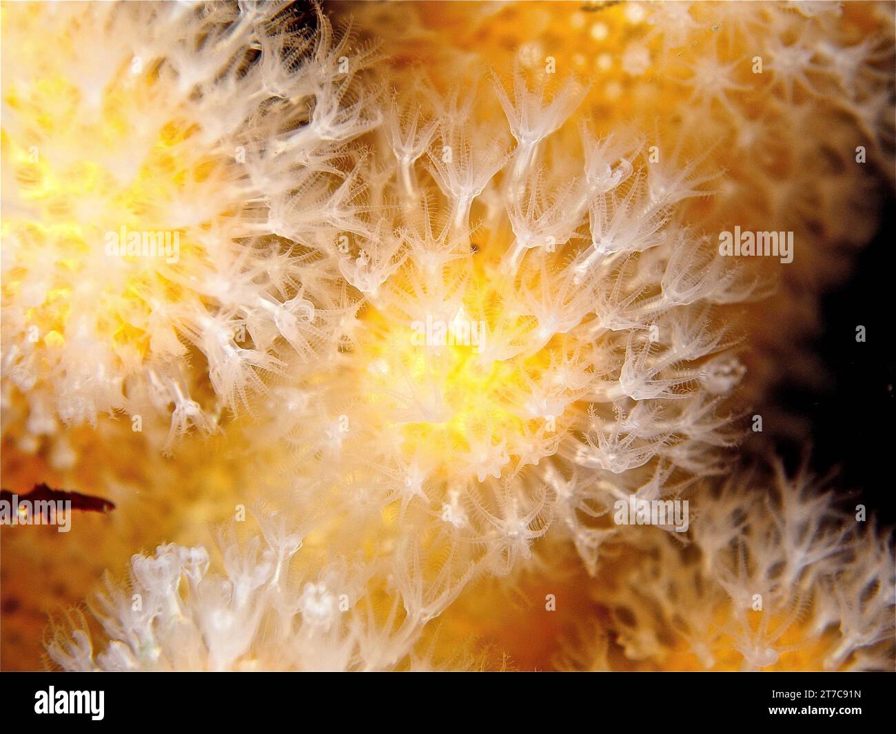 Close-up of dead man's fingers (Alcyonium digitatum), dive site ...