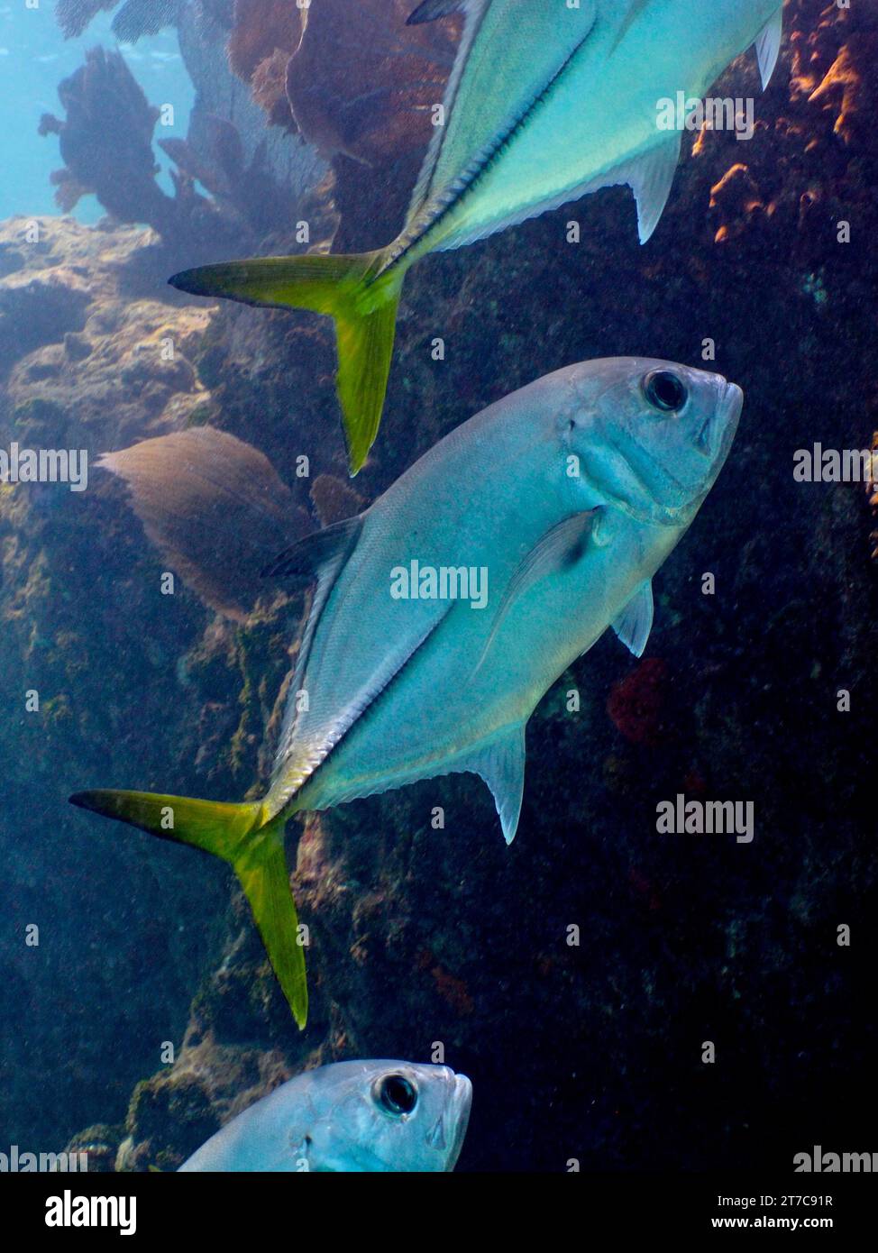 Horse mackerel (Caranx latus), dive site John Pennekamp Coral Reef ...